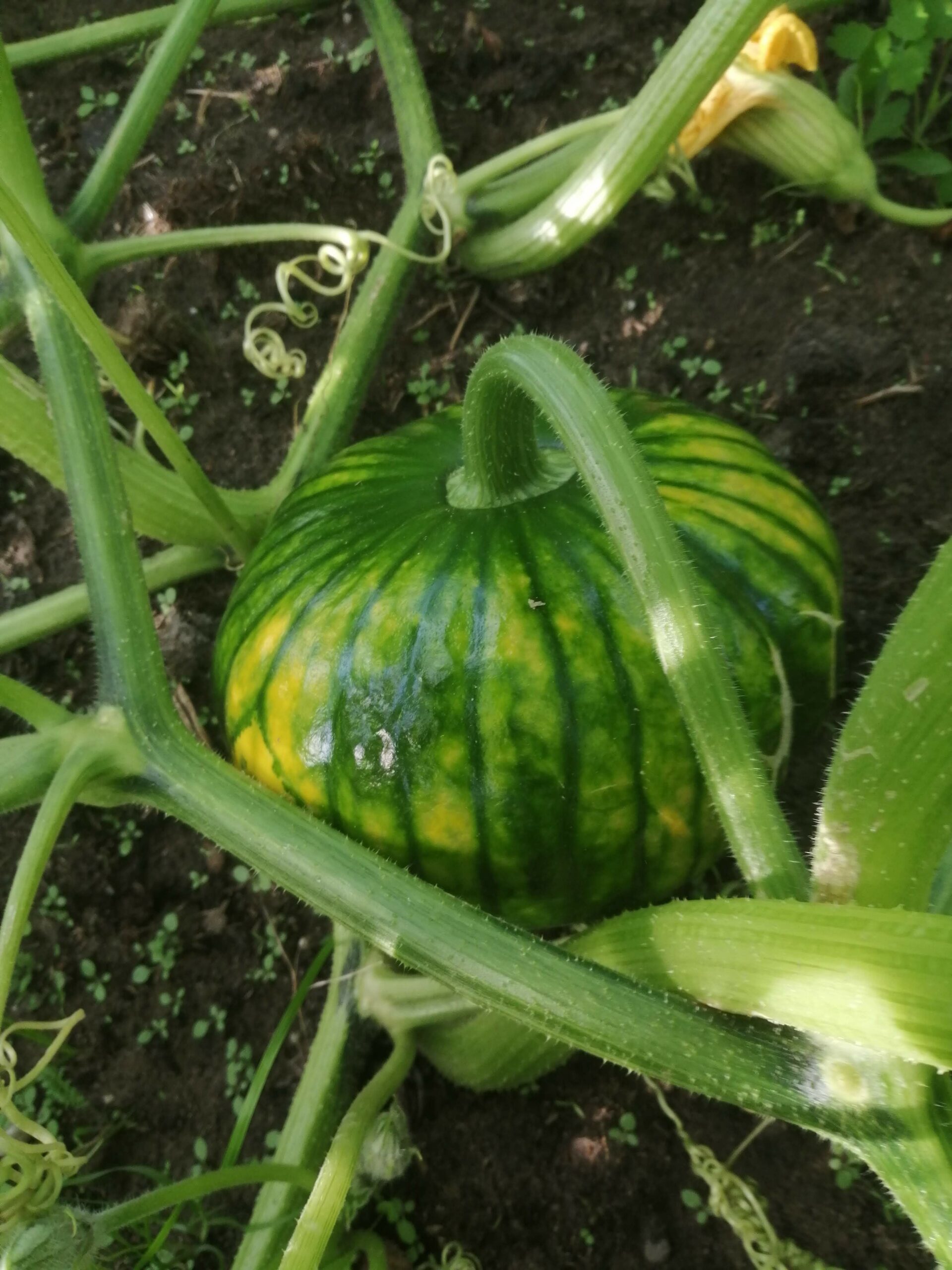 De Langenbrinck Eerlijk Heerlijk – Overnacht in blokhut of ingerichte ...